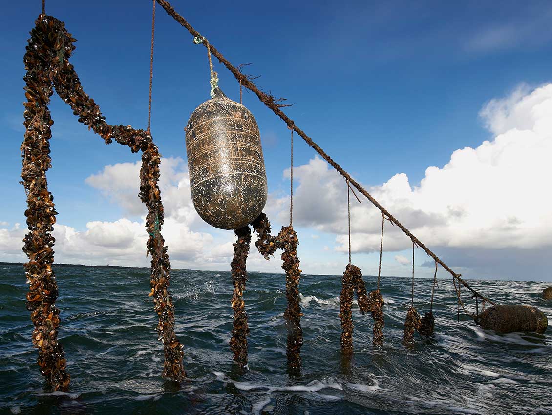 Ventura Shellfish Enterprise Program | Dudek Project