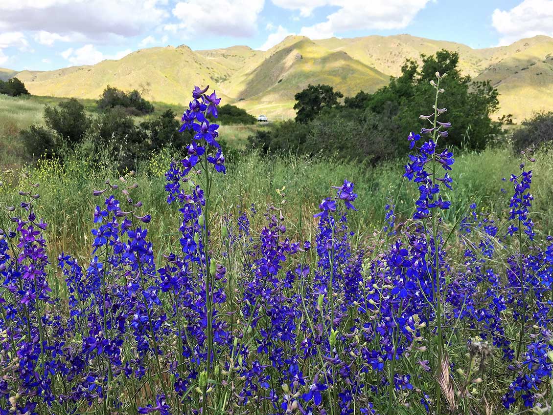 Western Riverside MSHCP | Dudek Conservation Project