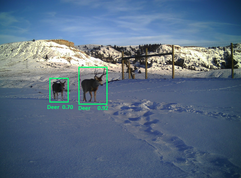 AI Wildlife Image Processing for Camera Trap Projects | Dudek