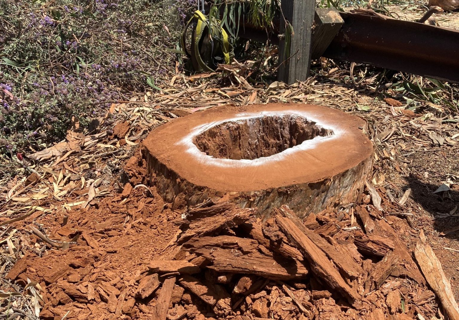 Using Sonic Tomography to Detect Tree Decay | Dudek Blog