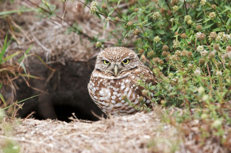 Burrowing Owl CESA Listing Project Impacts | Dudek Blog