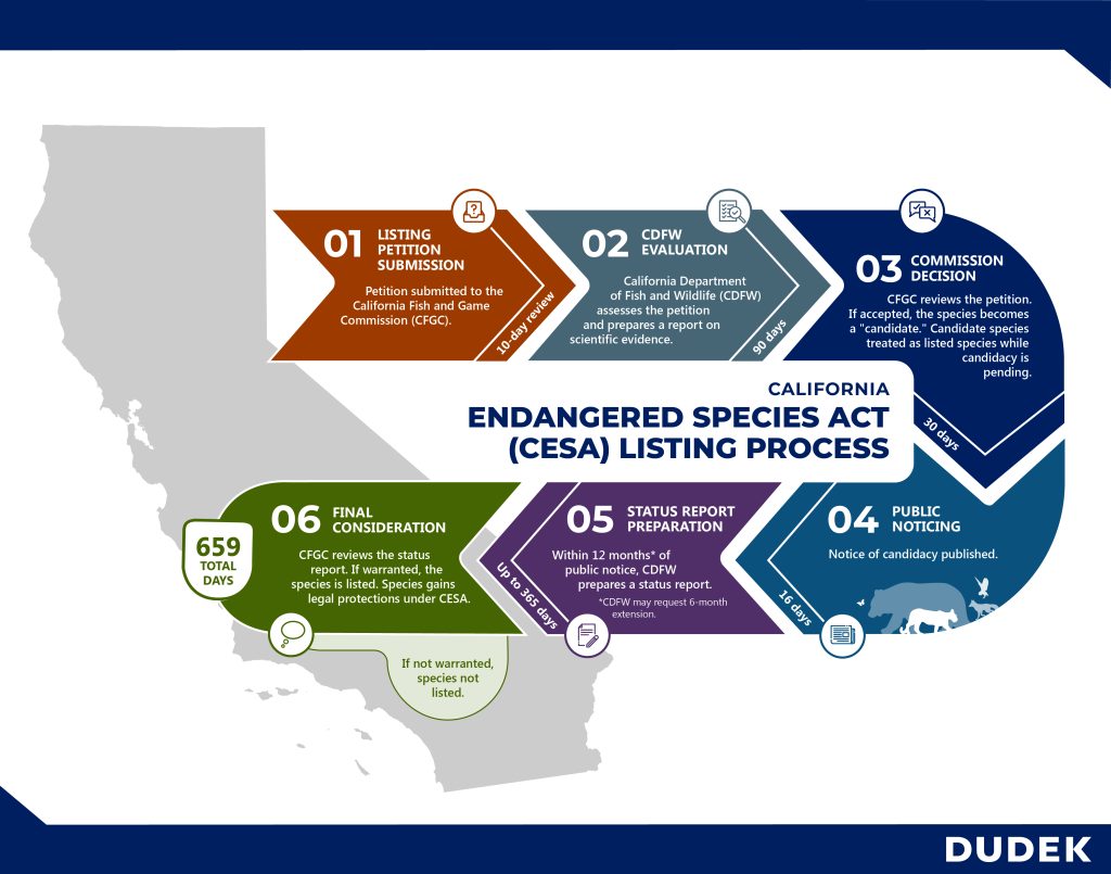 Burrowing Owl CESA Listing Project Impacts | Dudek Blog