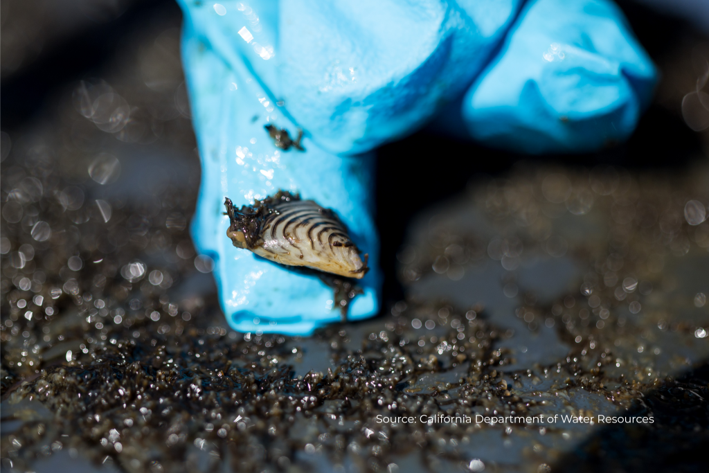 Invasive Golden Mussel Response, Research, and Control | Dudek Project